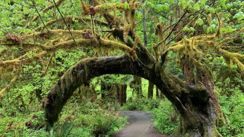 10 Wonderful Rainforests in the US that You Should Visit[Listed 2023]