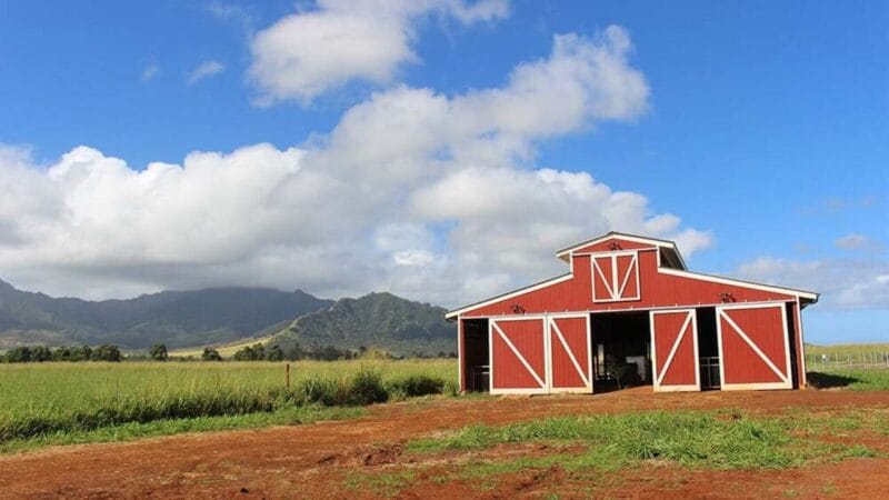 11 Incredible Dairy Farms in Hawaii [Update 2023]